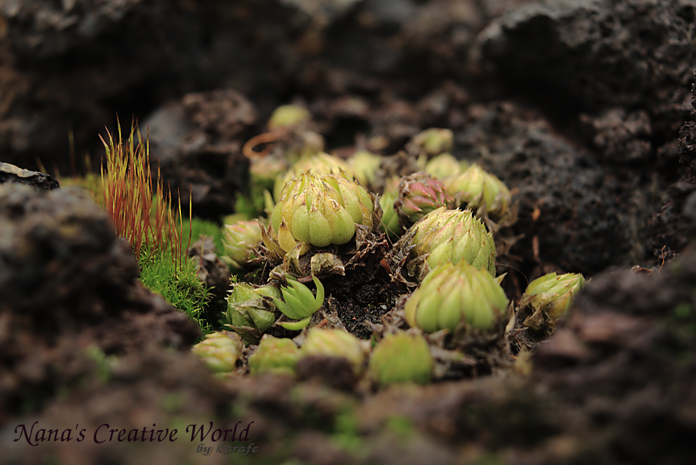 A close up look | Creative View