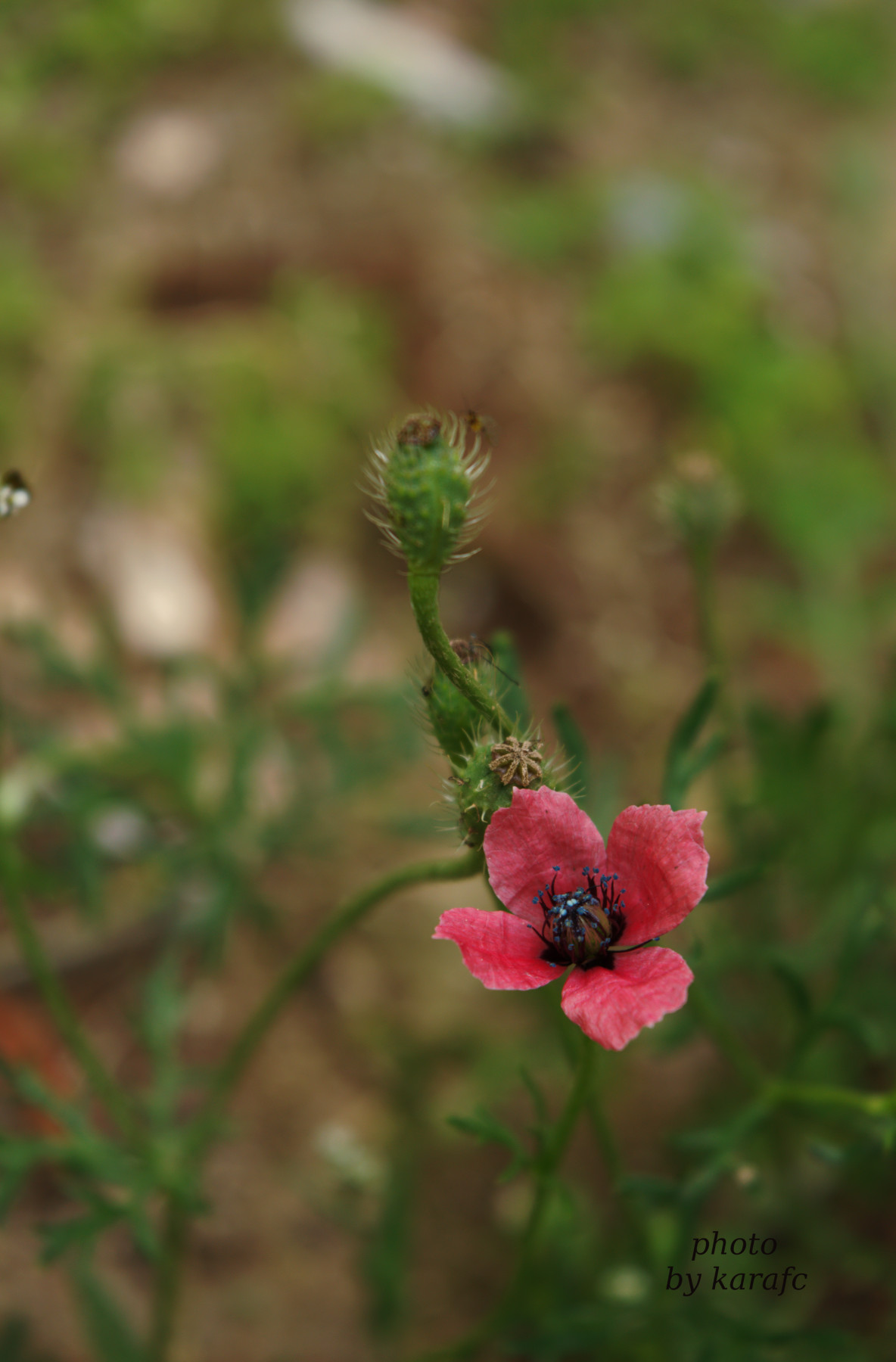 Rough Poppy | Creative View