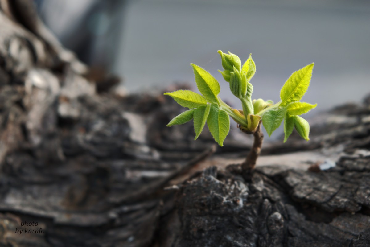 Spring transforms nature | Creative View